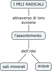 I PELI RADICALI - Mappa Concettuale